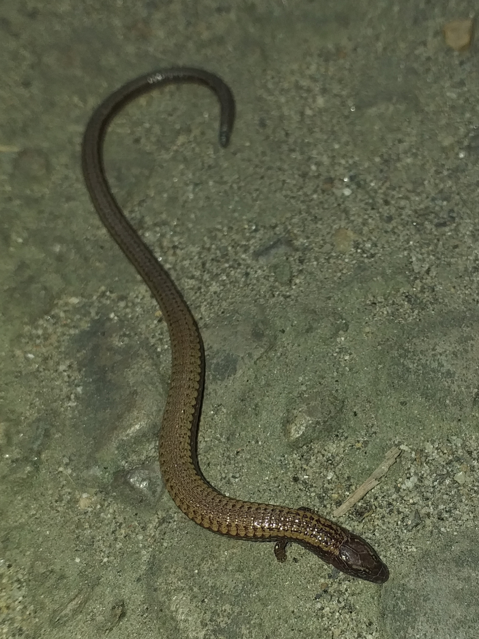 Bachia bicolor (Cope, 1896)