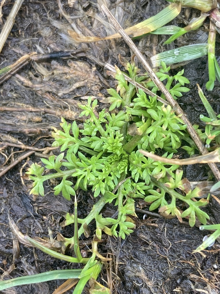 common soliva from Chinese Cemetery, Oak Bay, BC, CA on November 27 ...