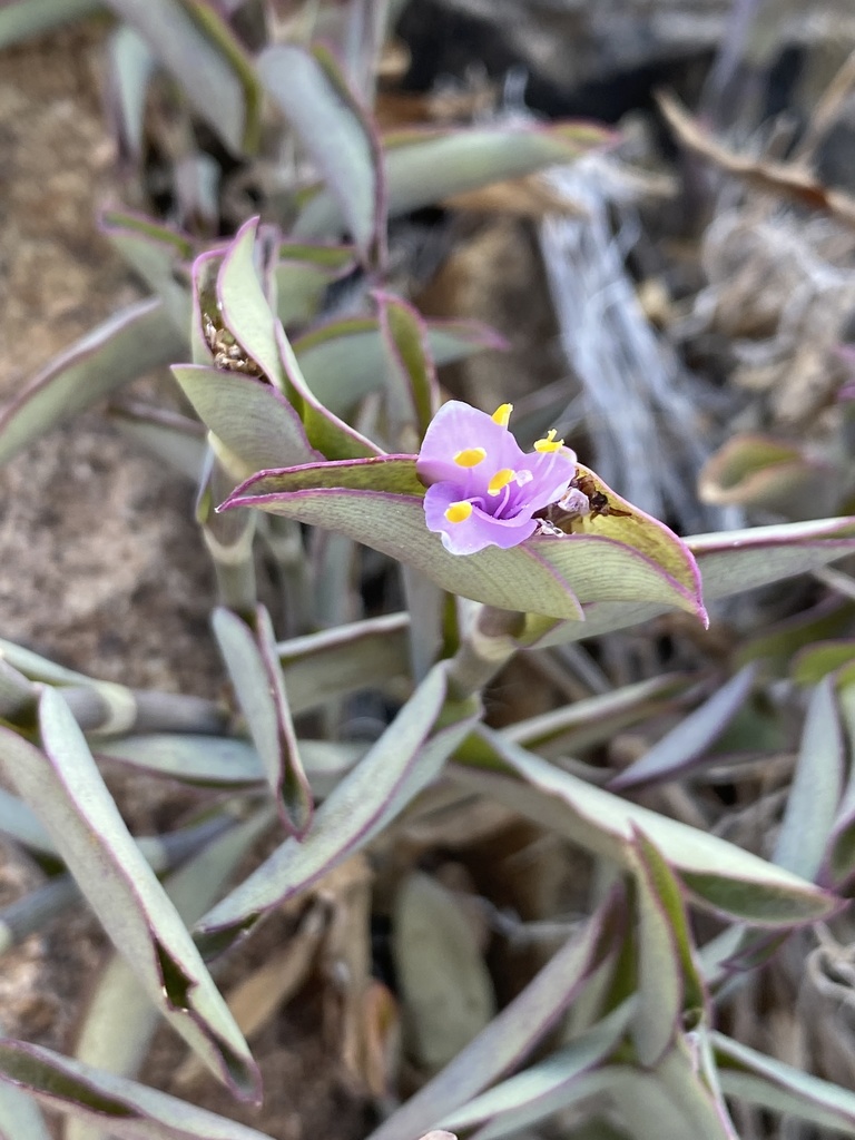 Trans-Pecos Spiderwort from Big Bend National Park, Brewster County, US ...