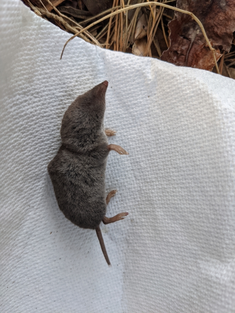 North American Least Shrew from Centerville, FL, USA on November 27 ...