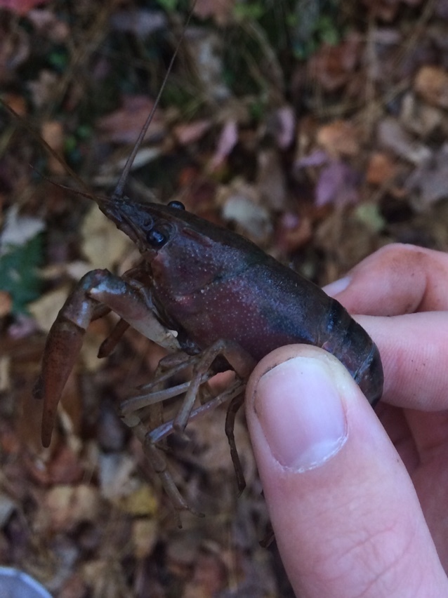 White River Crayfish from William B. Umstead State Park, Raleigh, NC ...