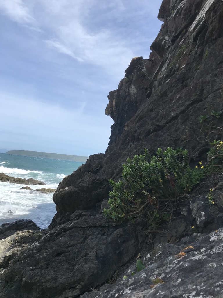 Shore Hebe from Lambley Road, Titahi Bay, Wellington, NZ on November 26 ...