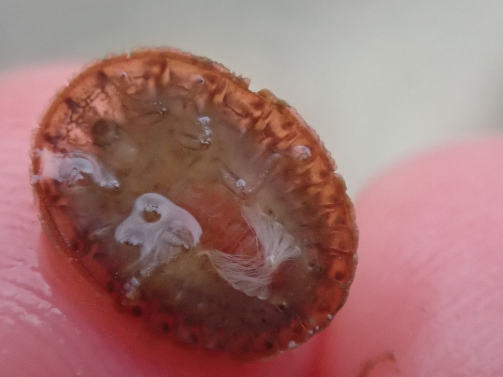 Psephenus herricki from Erie, Pennsylvania, United States on November ...