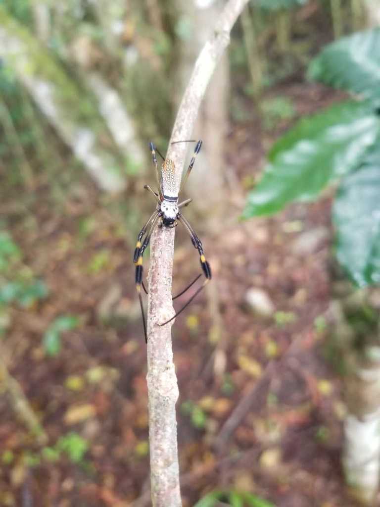 Golden Silk Spider from La Unión, Honduras on November 27, 2021 by ...