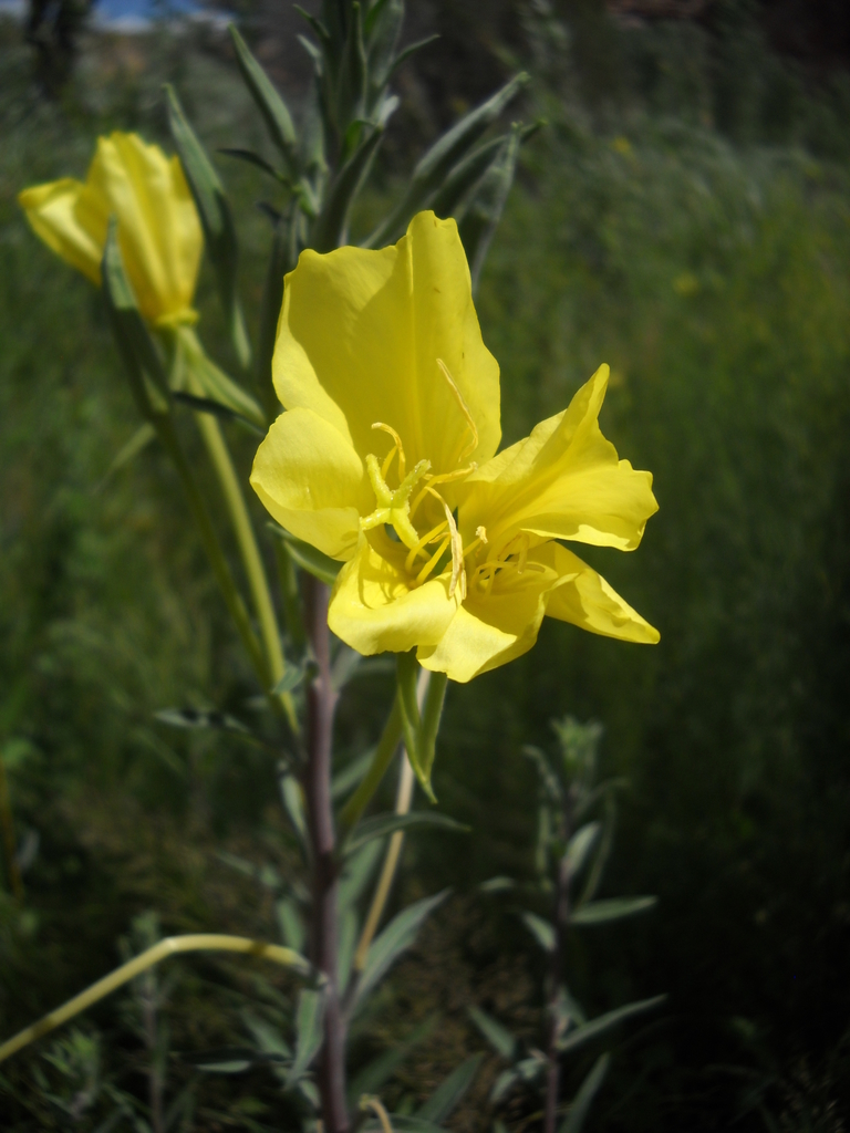 long-stem evening-primrose from Kane County, UT, USA on July 22, 2010 ...
