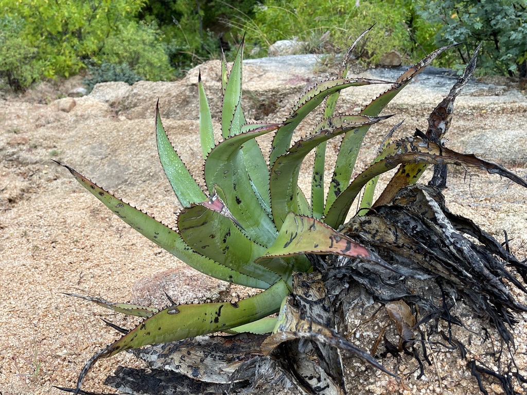 Agave aurea promontorii in November 2021 by Glenn Ehrenberg · iNaturalist