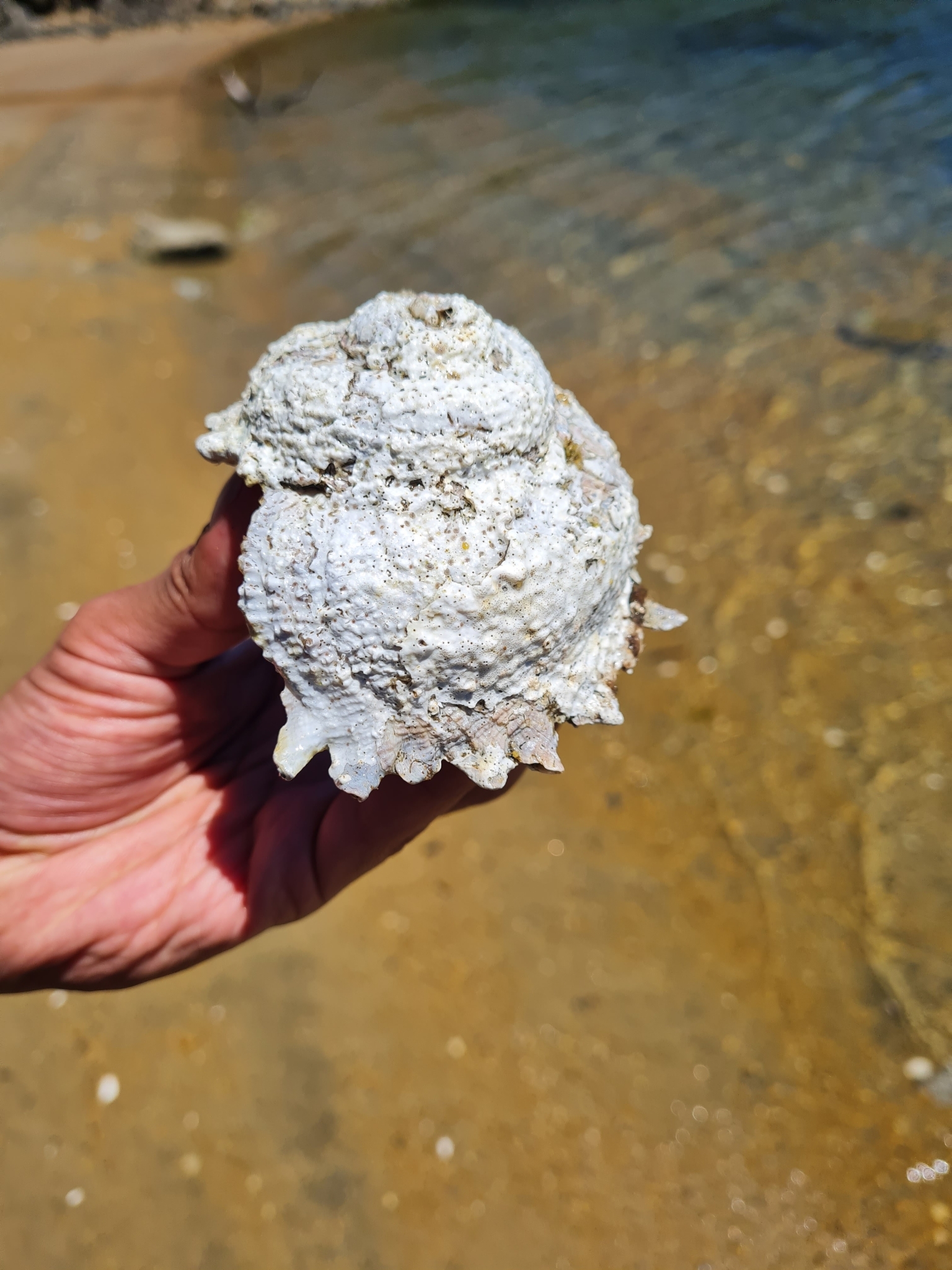 Astraea heliotropium (Martyn, 1784)