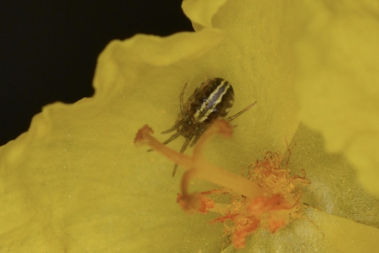 Live Leaf-curling Spiders in November 2021 by menura. On a Xyris sp ...