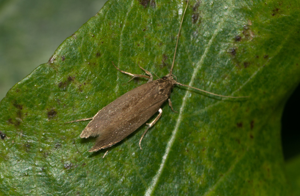 Sugar-cane Moth from Makiki/Lower/ Punchbowl/Tantalus, Honolulu, HI ...