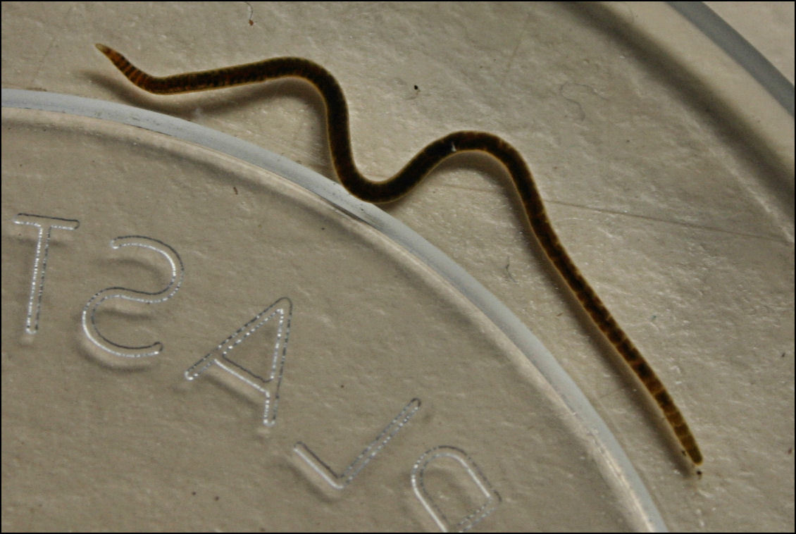 Lumbriculus Variegatus Culture
