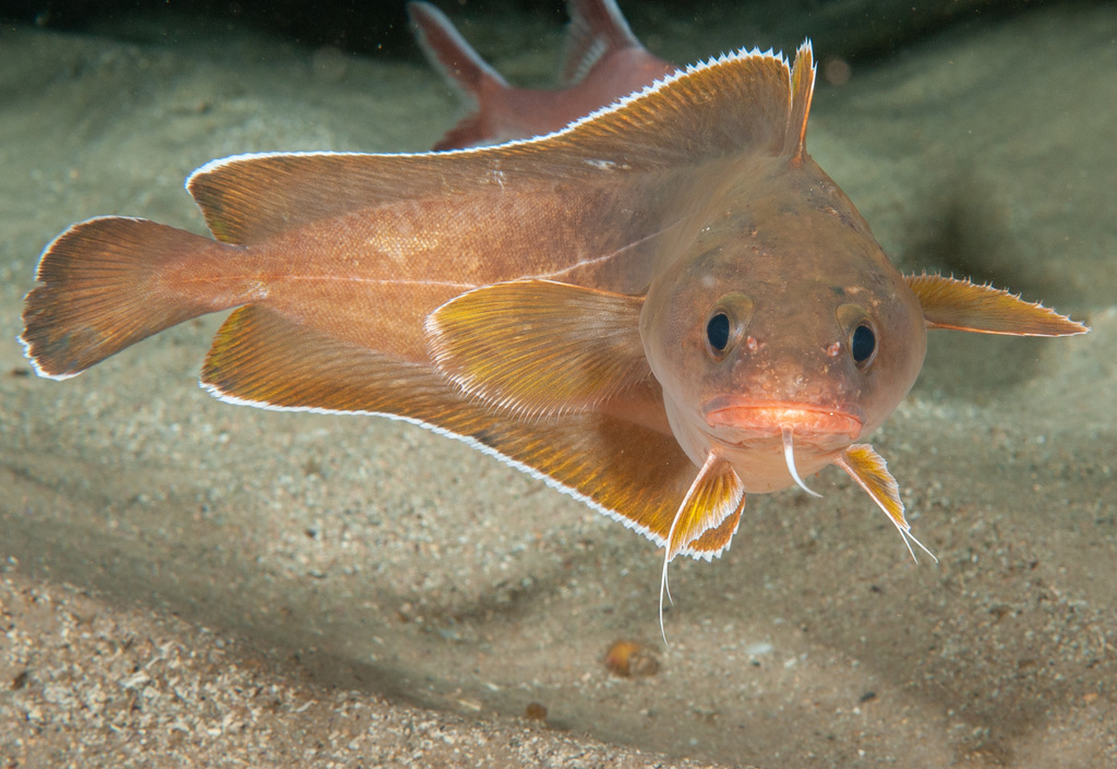 Largetooth Beardie (Lotella rhacina) - Marine Life Identification