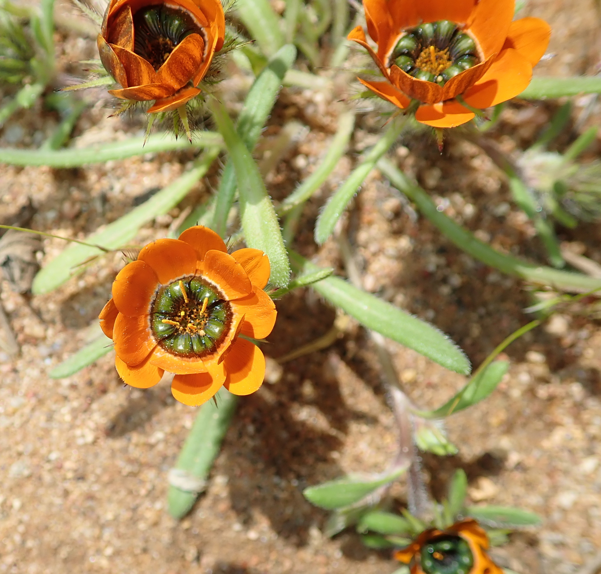 Gorteria diffusa subsp. calendulacea (DC.) Roessler