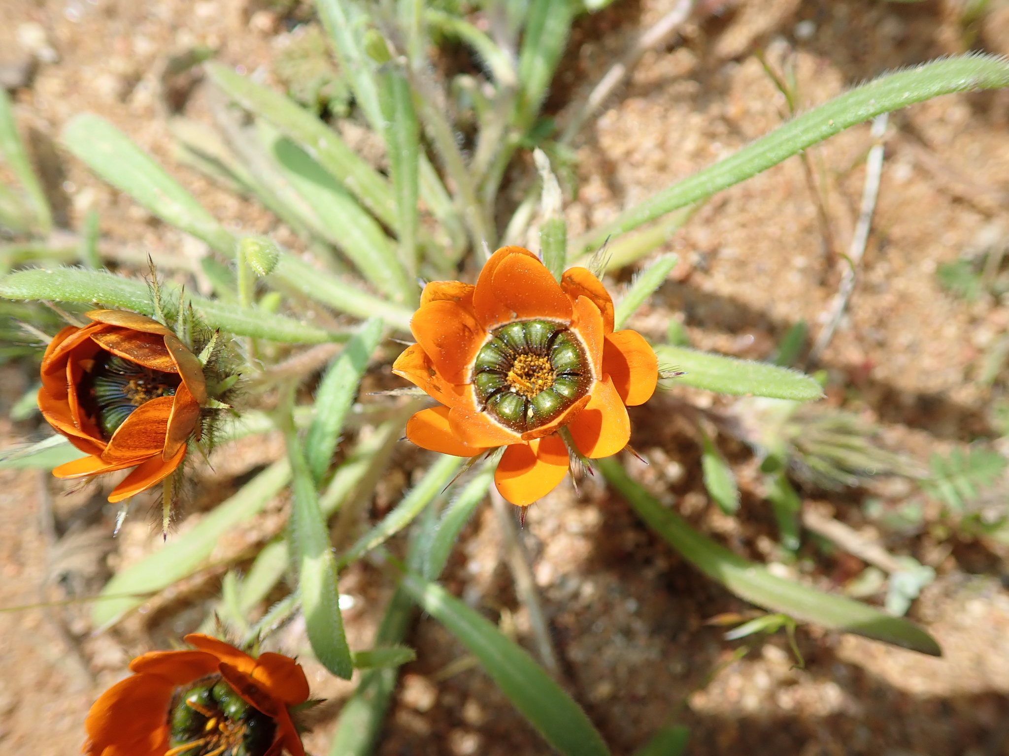 Gorteria diffusa subsp. calendulacea (DC.) Roessler