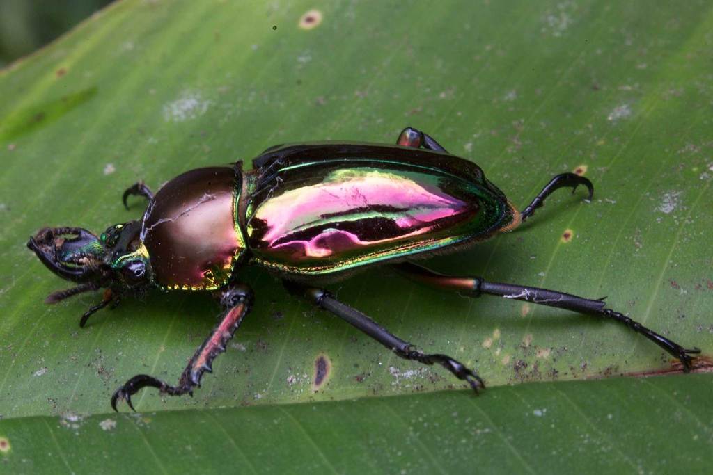Rainbow Stag Beetle from Eacham Close, Lake Eacham, QLD, AU on November ...