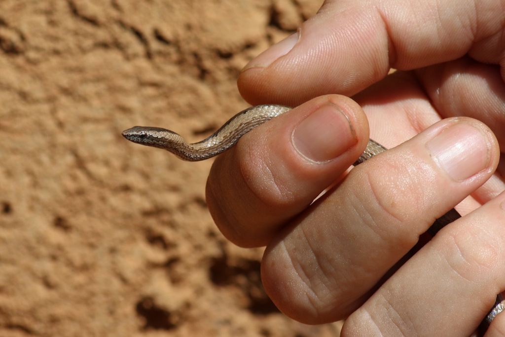 Mopane Snake from Rafai, Central African Republic on November 27, 2021 ...