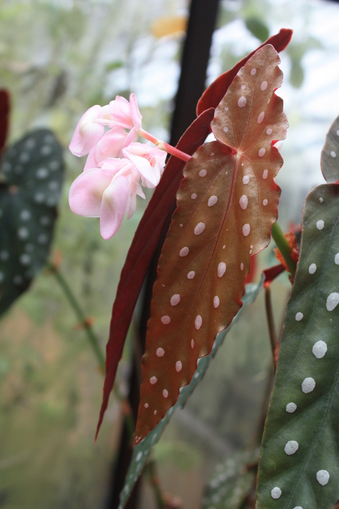(Begonia pseudolubbersii) - Botanical Realm
