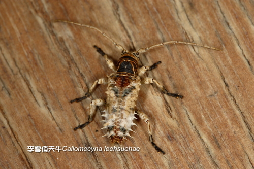 Genus Callomecyna · iNaturalist