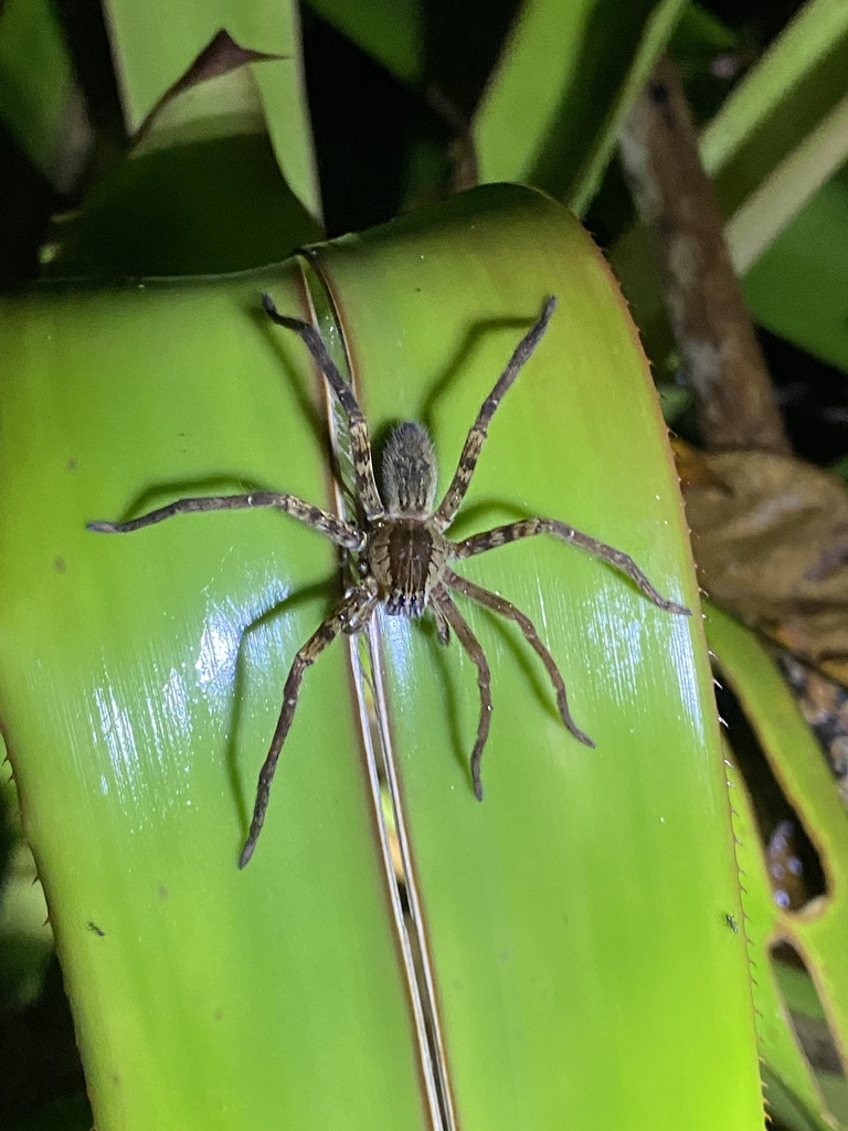 Red-thighed Bromeliad Spider from Sendero Drake, Osa, Puntarenas, CR on ...