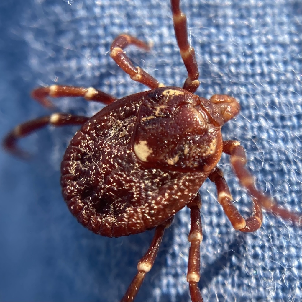 Kangaroo Tick from Amelup, WA, AU on November 20, 2021 at 02:51 PM by ...