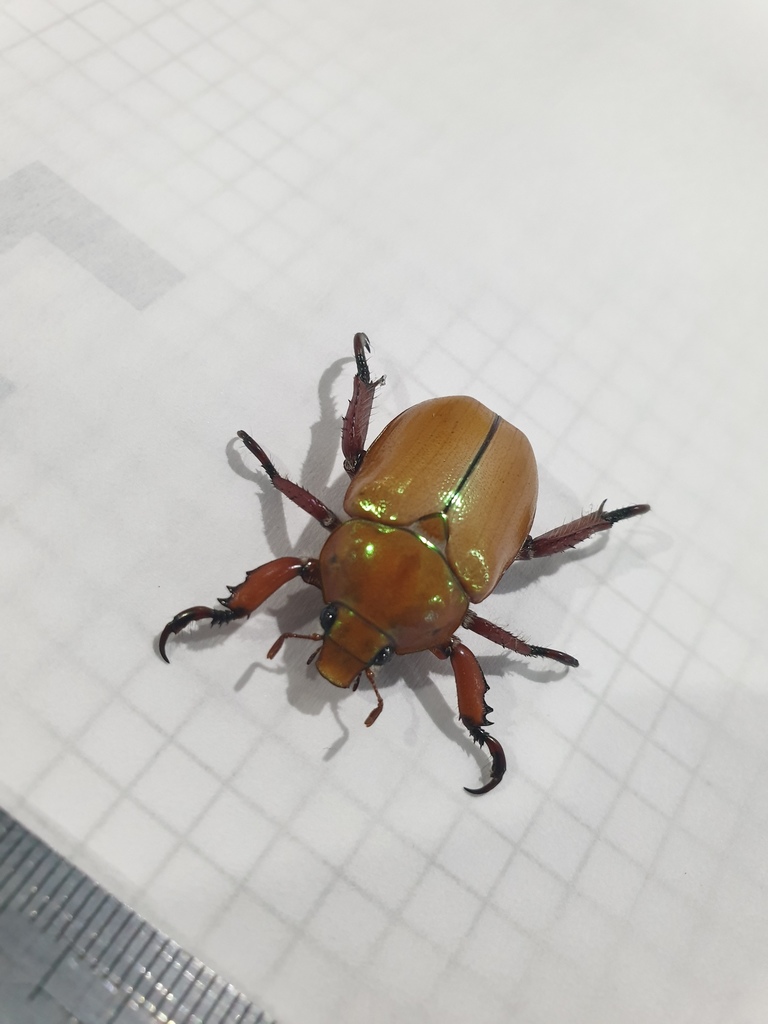 Anoplognathus montanus from Adelaide SA, Australia on November 29, 2021 ...