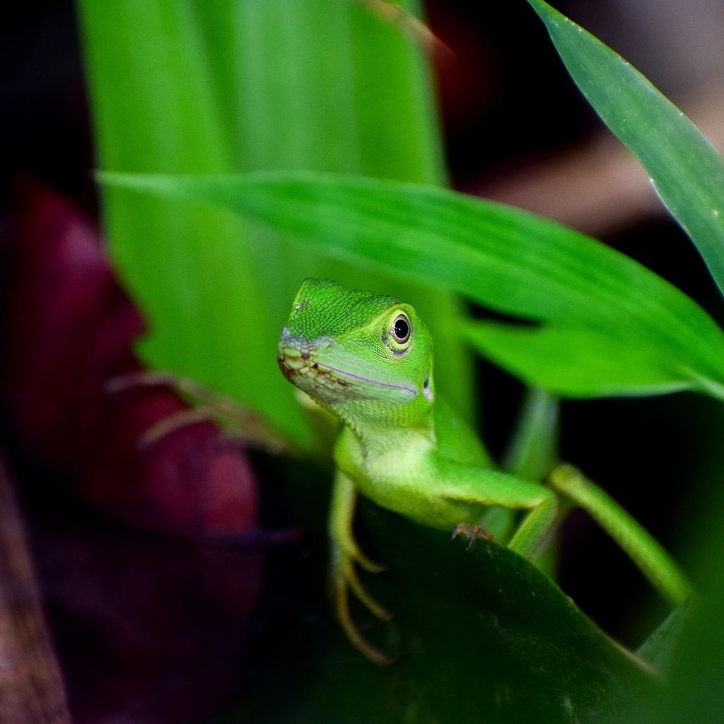 Green Crested Lizard from Palawan, Aborlan, Palawan, PH on November 28 ...