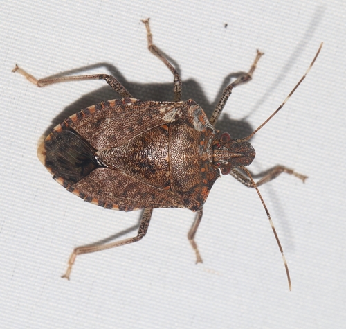 Halyomorpha picus · iNaturalist