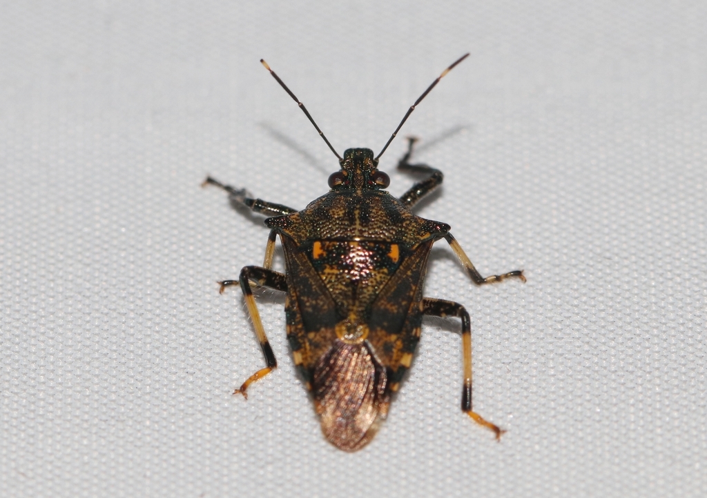 Eocanthecona concinna in October 2021 by Aniruddha H D. Photographed at ...