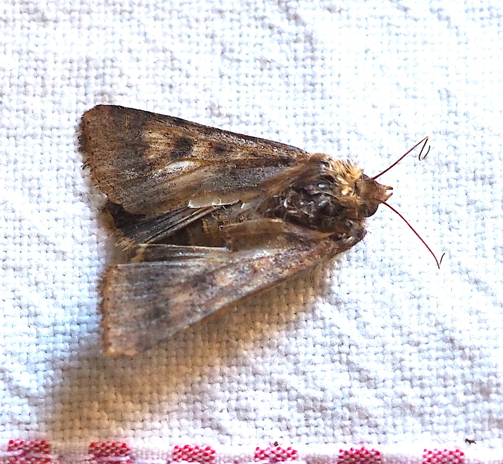 Cotton Bollworm Moth in November 2021 by Valentina · iNaturalist