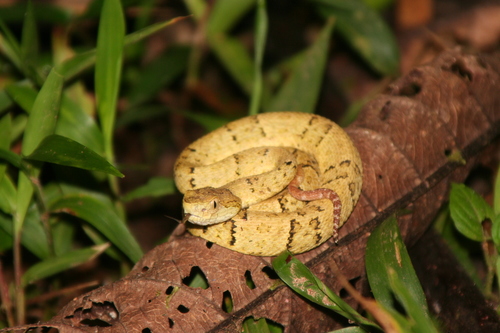 Osborne's Lancehead (Bothrops osbornei) - Snakes and Lizards