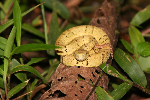 Osborne's Lancehead (Bothrops osbornei) - Snakes and Lizards