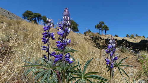 (Lupinus montanus var. montanus)