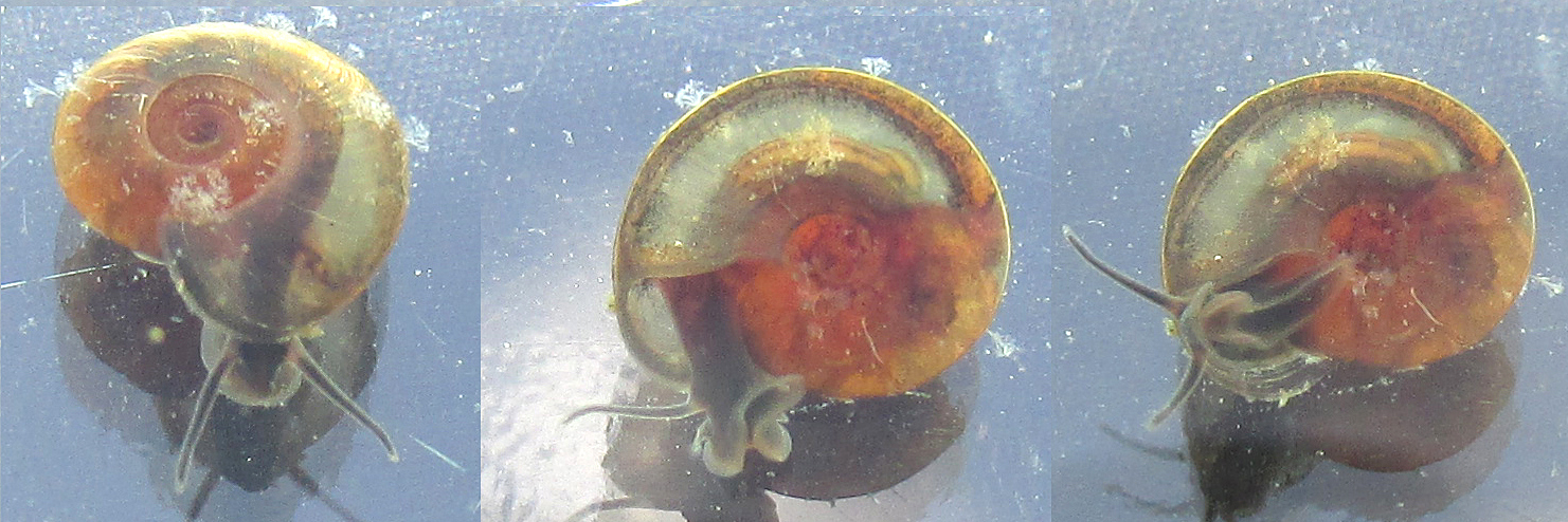 Hippeutis complanatus (Linnaeus, 1758)