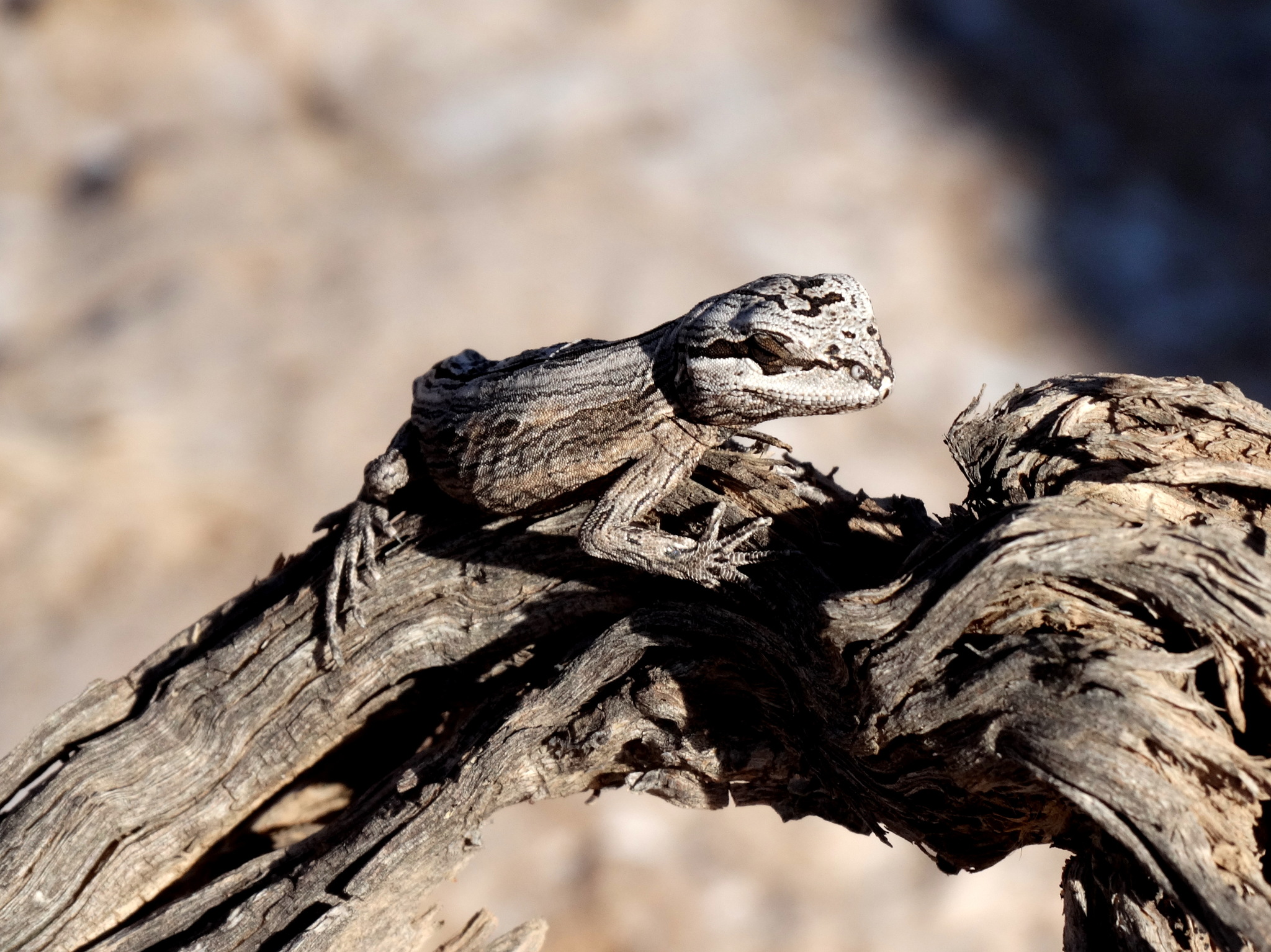 Leiosaurus paronae (Peracca, 1897)