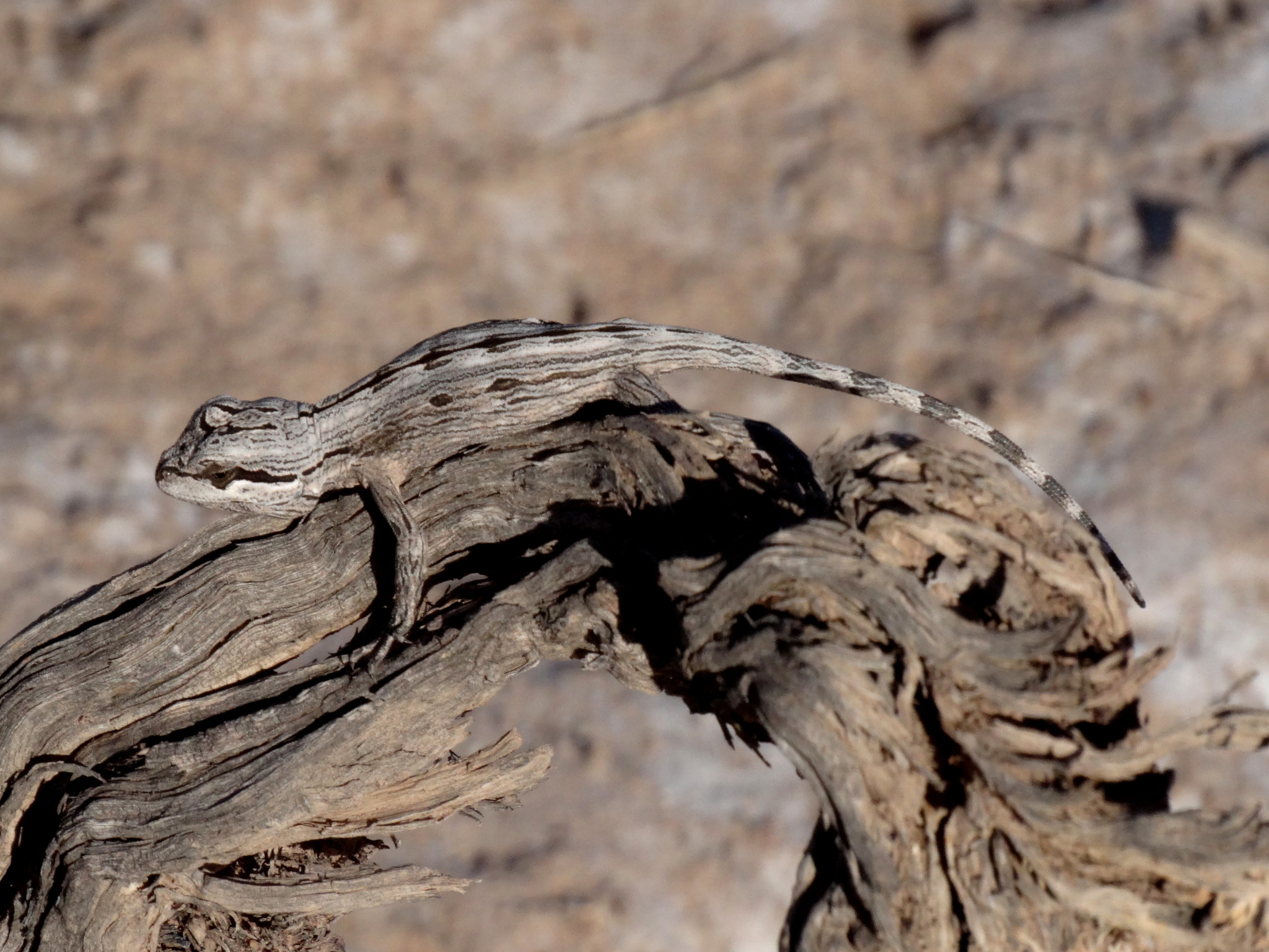 Leiosaurus paronae (Peracca, 1897)