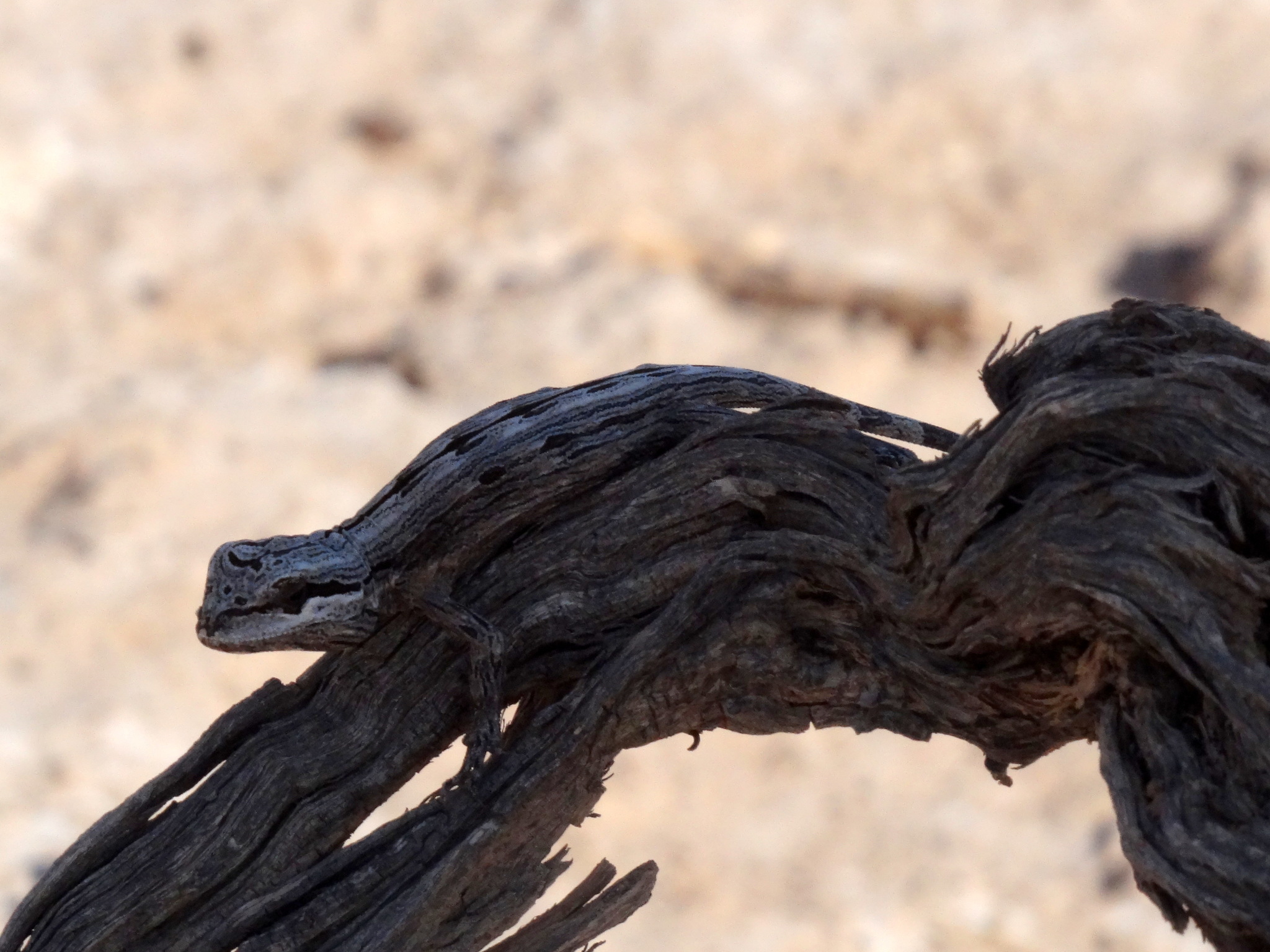 Leiosaurus paronae (Peracca, 1897)