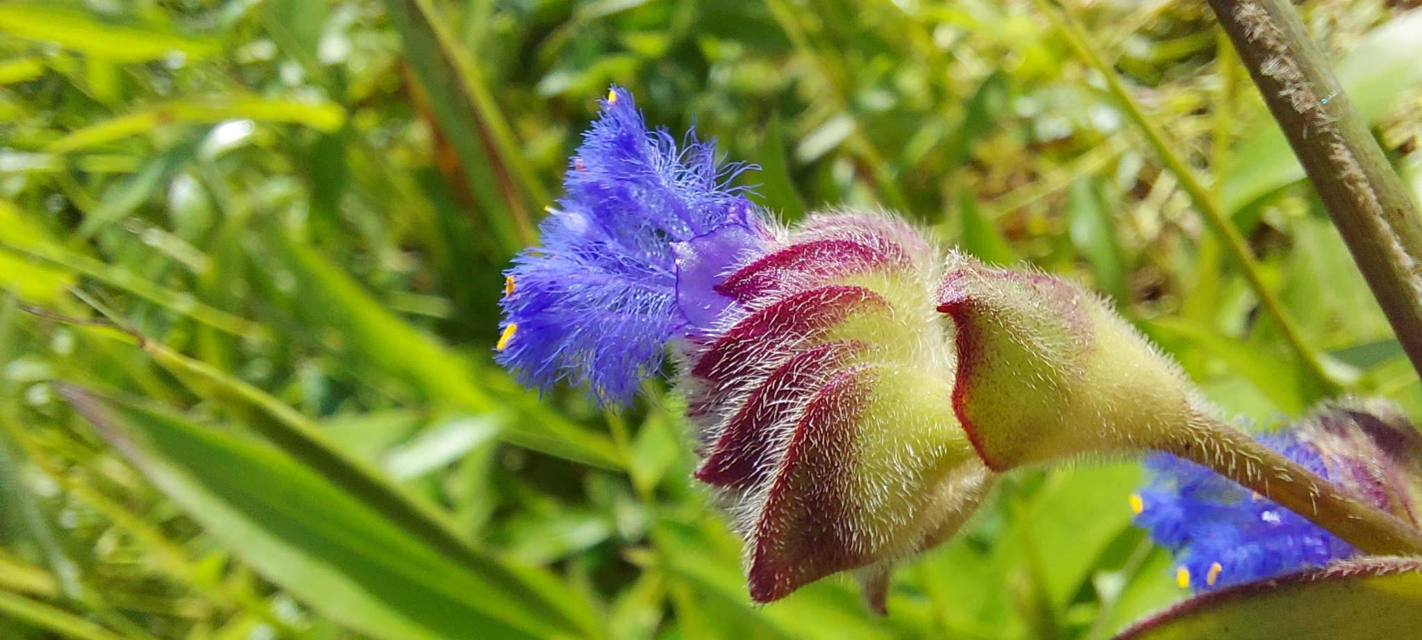 Cyanotis tuberosa (Roxb.) Schult. & Schult.f.