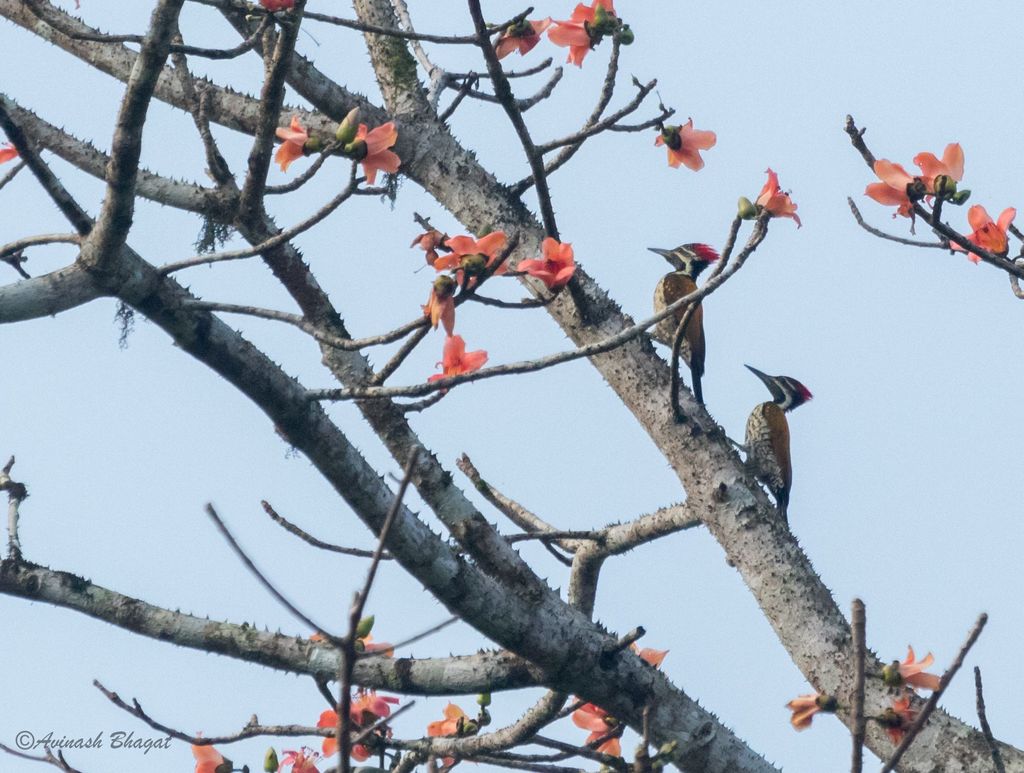 Red Silk Cotton Tree from Thattekad, Kerala 686681, India on December ...