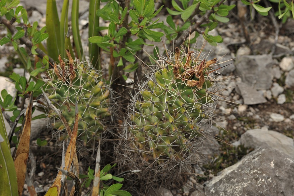 Coryphantha octacantha from Miquihuana, Tamaulipas, Mexiko on July 16 ...