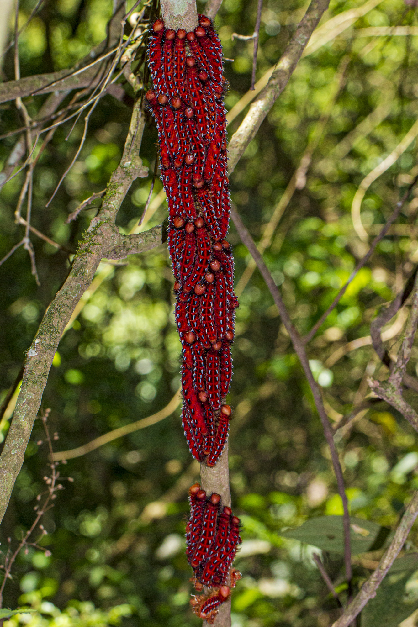 Morpho hercules (Dalman, 1823)