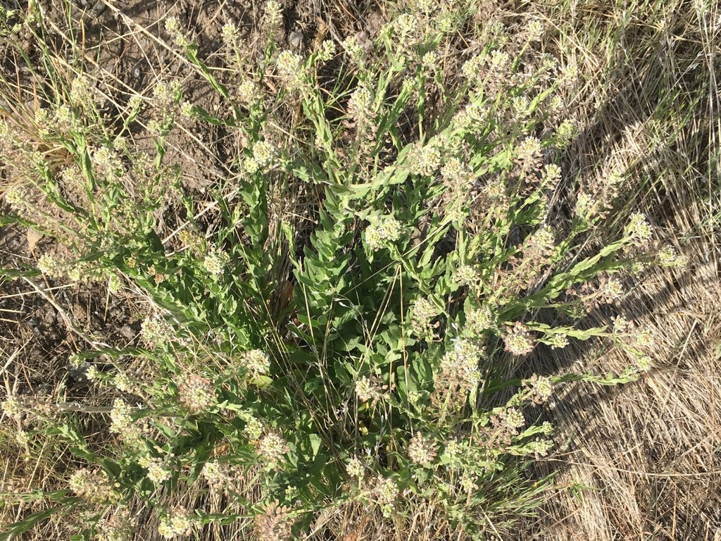 field peppergrass from Sierraville, CA 96126, USA on May 29, 2021 at 08 ...