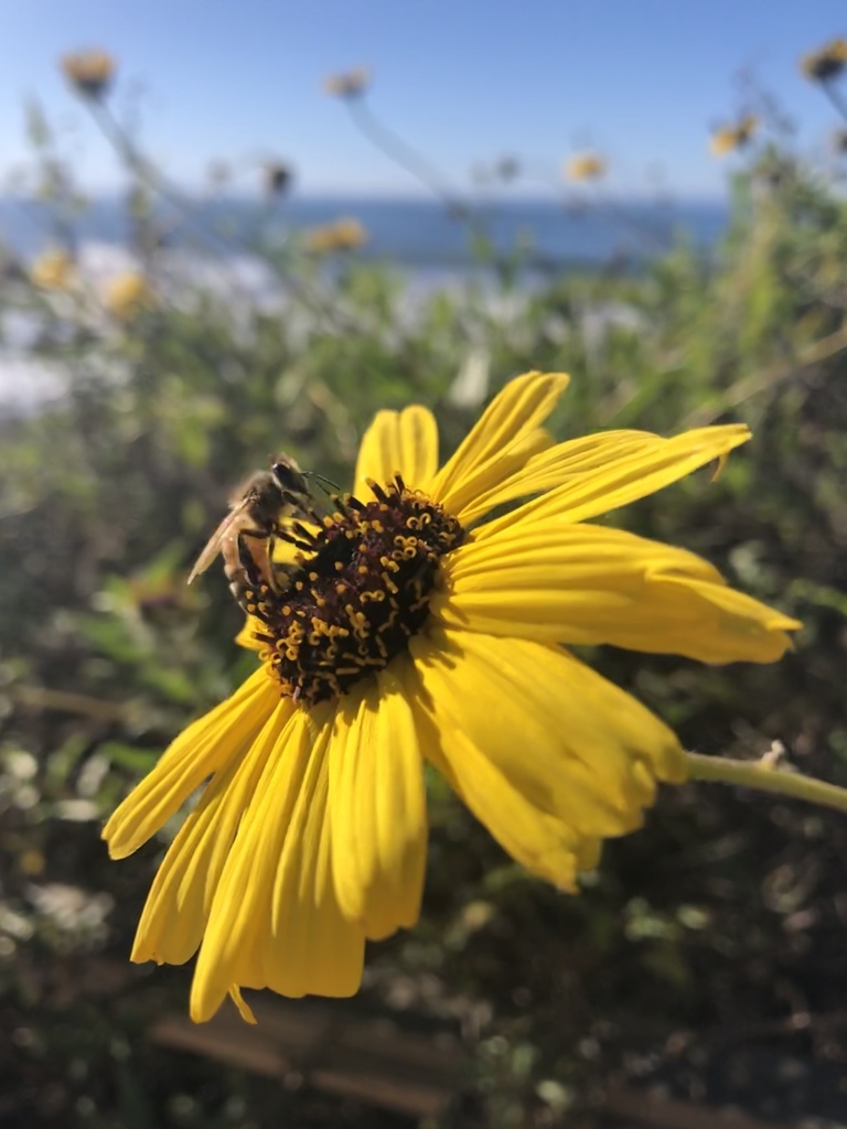 Western Honey Bee from Haskell's Beach, Goleta, CA, US on October 27 ...