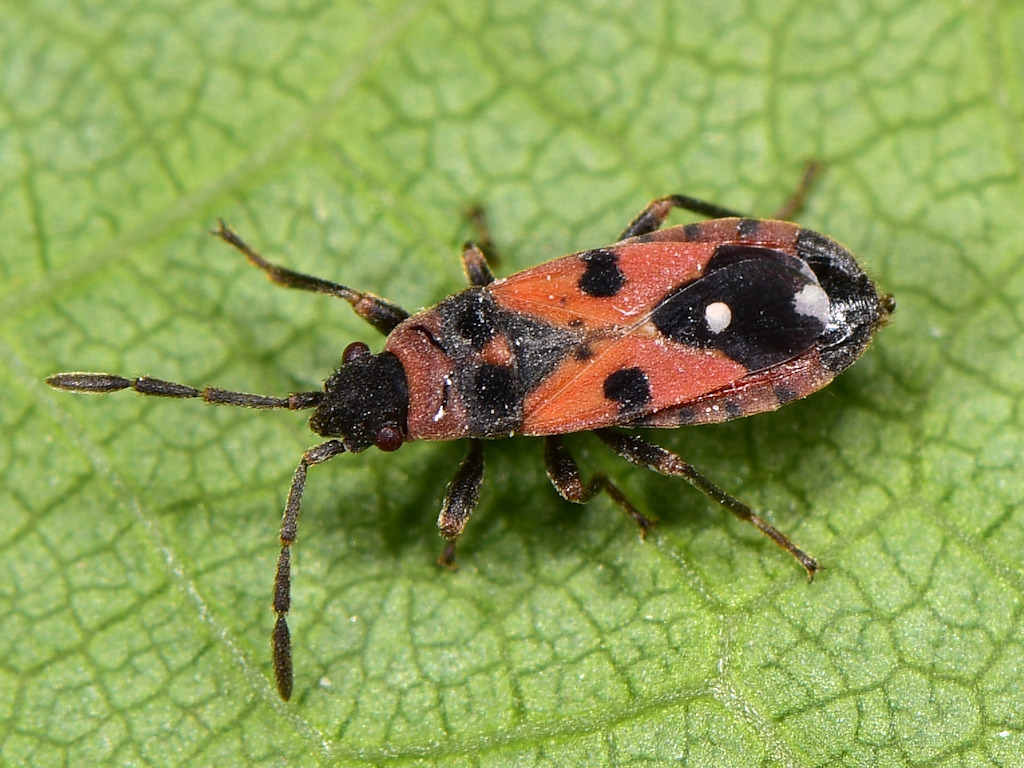 Horvathiolus superbus (Madeira True Bugs) · iNaturalist
