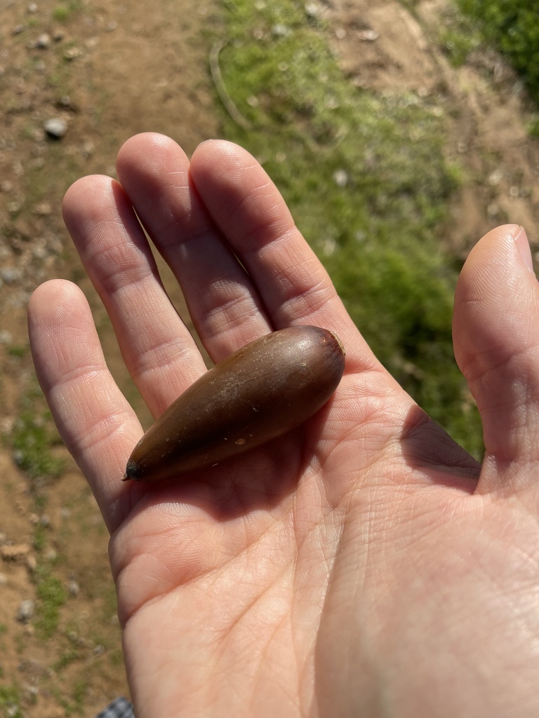 valley oak from Pilot Hill, CA, US on November 27, 2021 at 12:29 PM by ...
