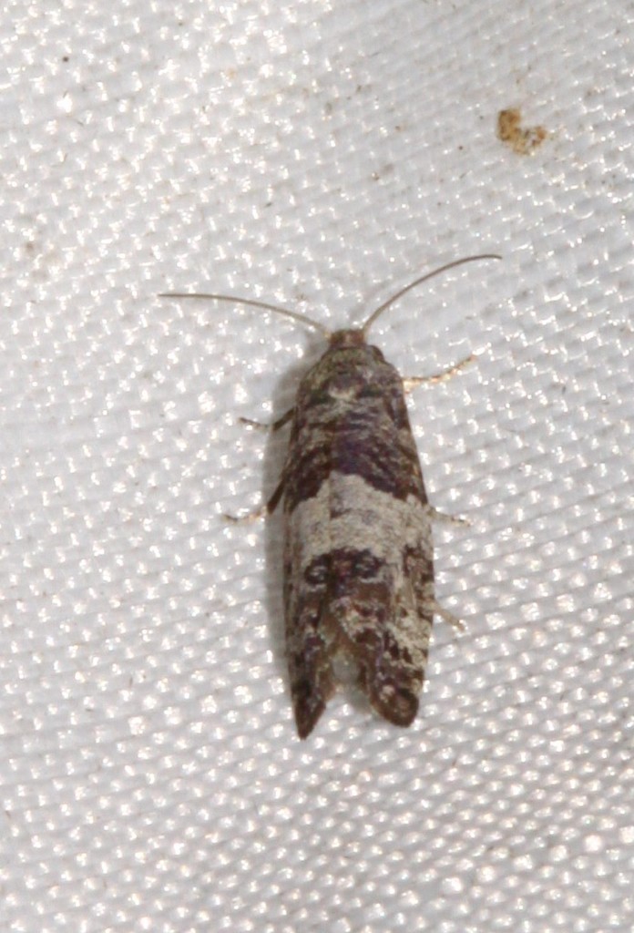 Eye-spotted Bud Moth from Métis-sur-Mer, QC, Canada on August 1, 2021 ...