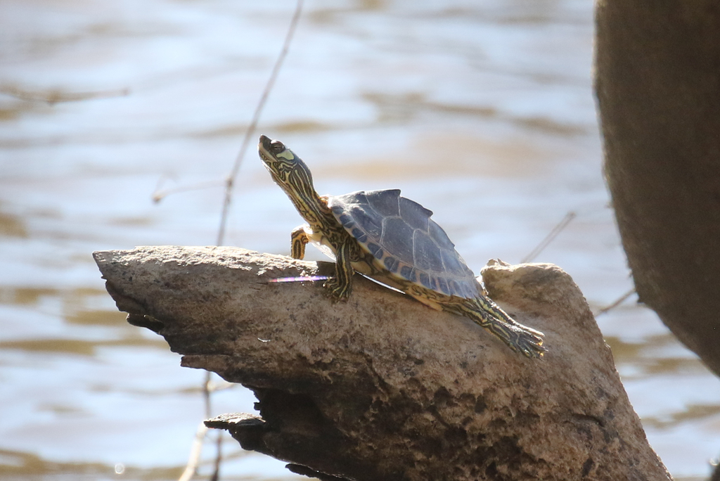 Pascagoula Map Turtle in November 2021 by tomfeild · iNaturalist