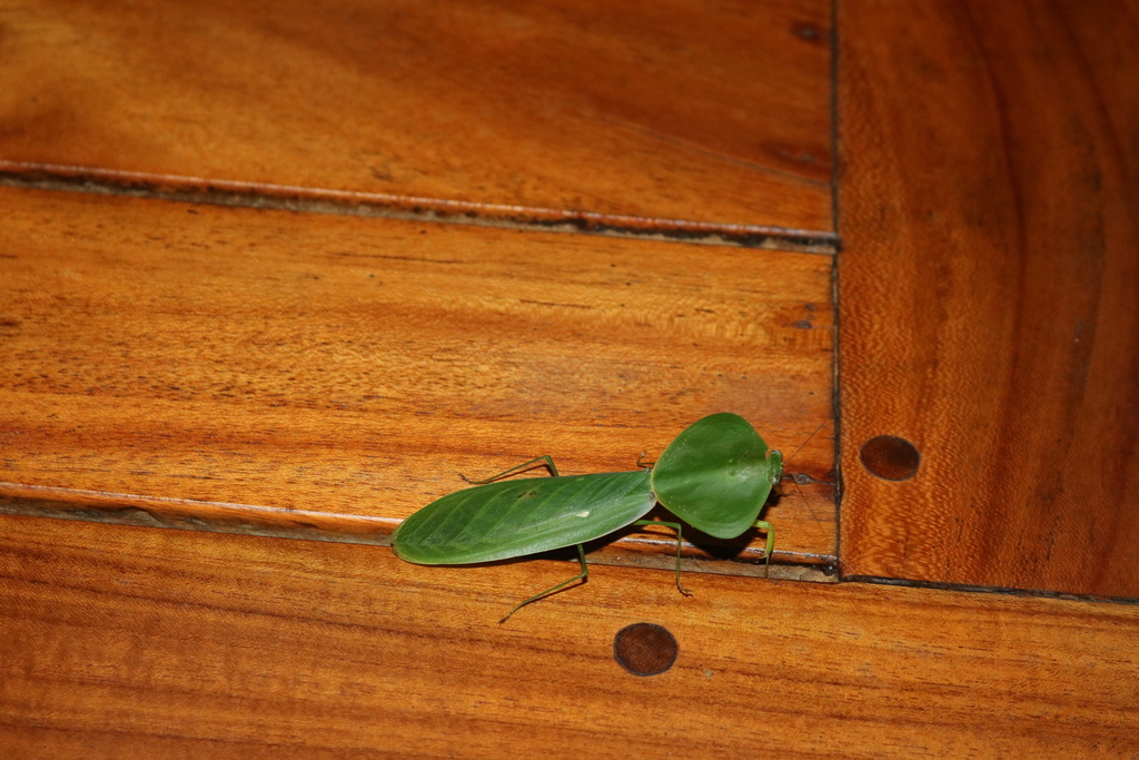 Peruvian Shield Mantis from Puntarenas Province, Costa Rica on April 6 ...