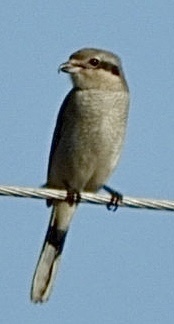 Northern Shrike from North Arlington, Fort Worth, TX, US on November 28 ...