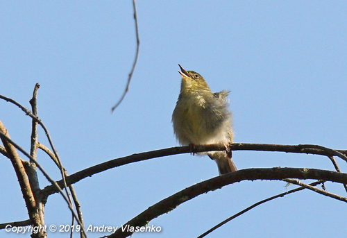 Subspecies Neomixis viridis viridis · iNaturalist