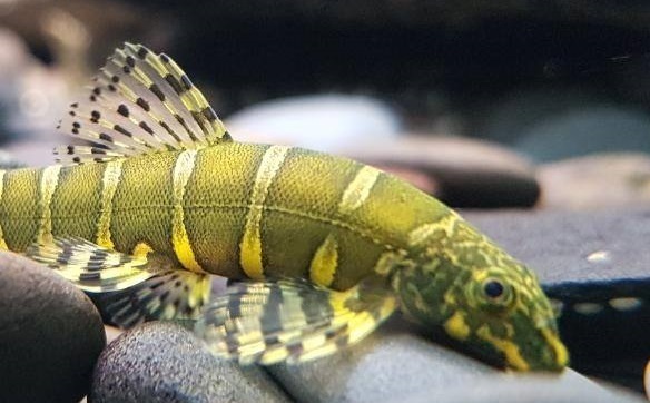 Serpent Loaches (Serpenticobitidae) - Marine Life Identification