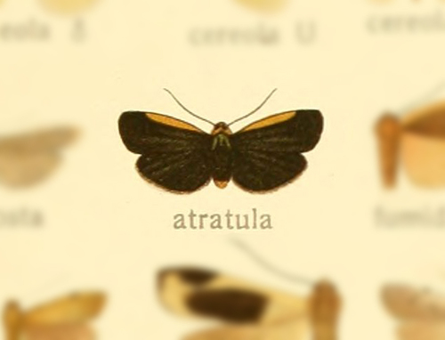 Setema atratula · iNaturalist